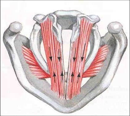 ESTÚDIO DE VOZ MAURO FIUZA - AULAS DE CANTO: Os registros vocais - Parte 2
