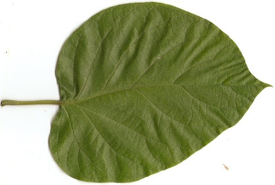 a miracle of Ipil ipil tree and other unique trees: Alagaw