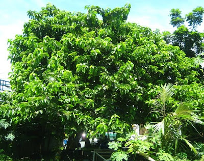 a miracle of Ipil ipil tree and other unique trees: Alagaw