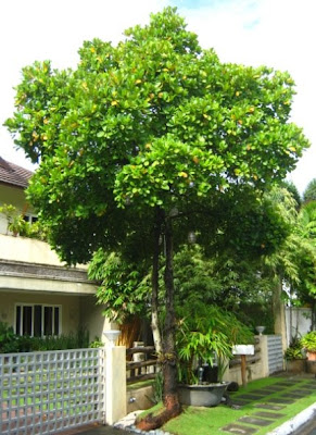 a miracle of Ipil ipil tree and other unique trees: Kasoy, Cashew nut tree