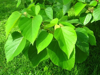 a miracle of Ipil ipil tree and other unique trees: Gmelina, Melina, Yemane