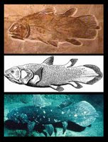 St Lucia South Africa Kwa Zulu Natal: Now The Second Video Footage Ever ...