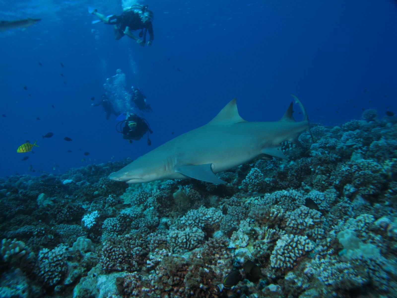 The Best Shark Dive in the World!: About feeding Lemons in Moorea