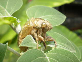 Simple Shots: Texas Locust