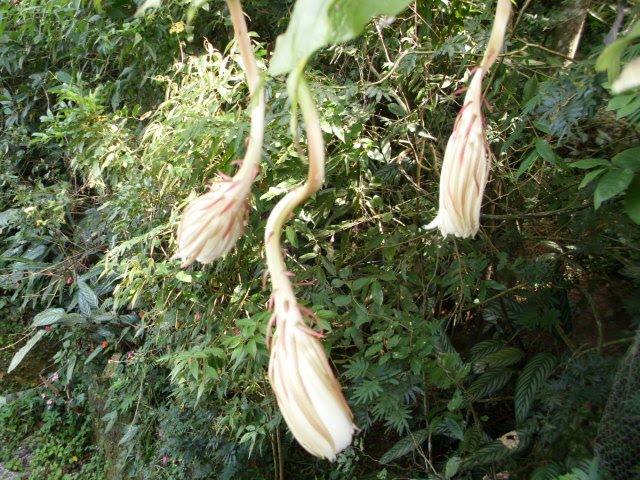 FLORA DA SERRA - Raízes da Mantiqueira: A NOVA APARIÇÃO DA FLOR-DA-LUA