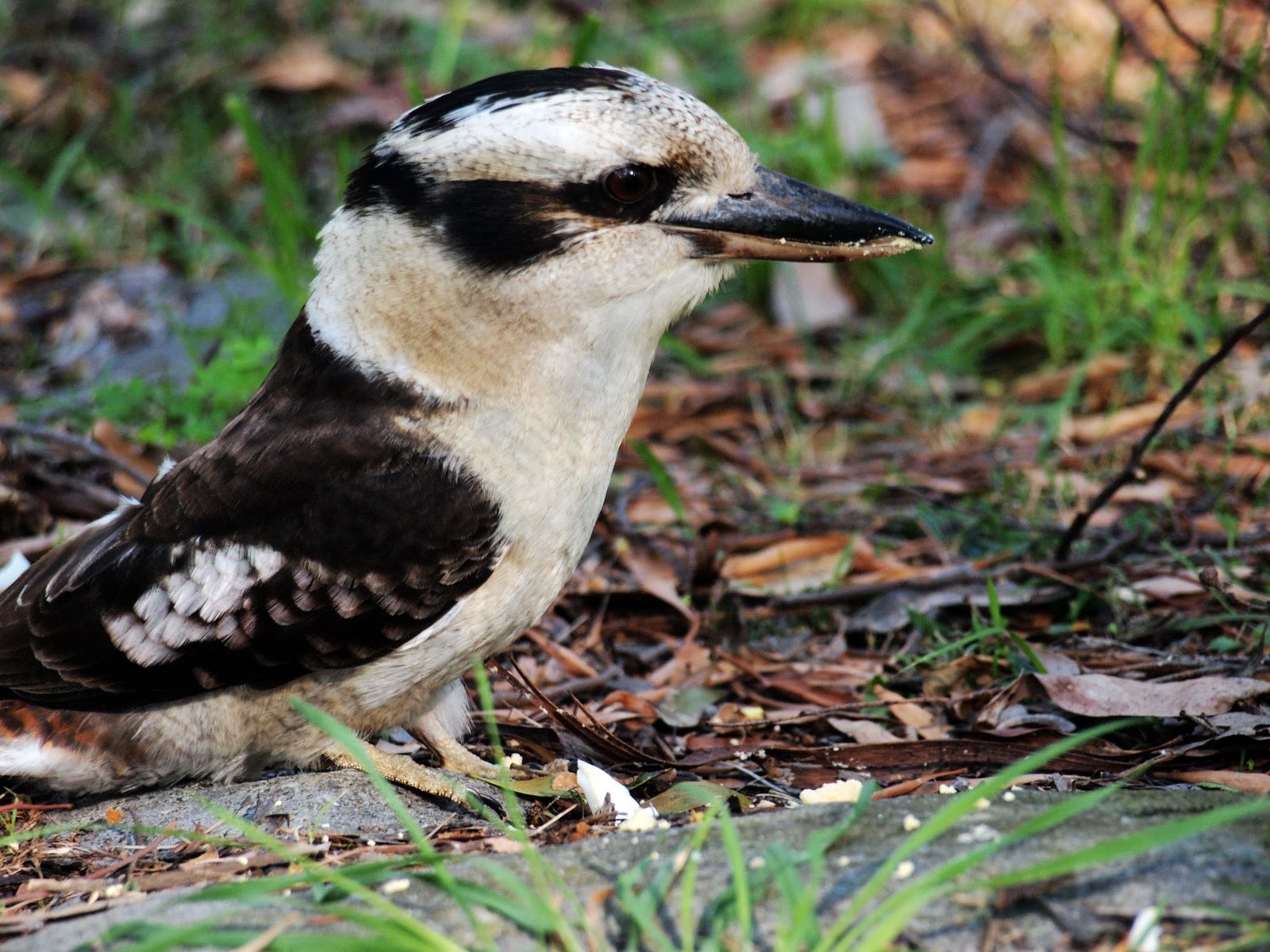Dance Arobic Freak: Kookaburra