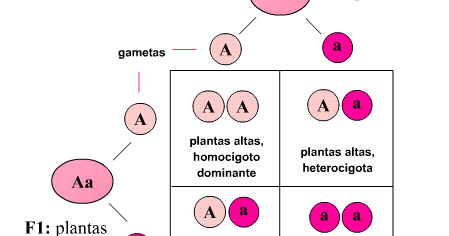 Biologia celular: Alelo