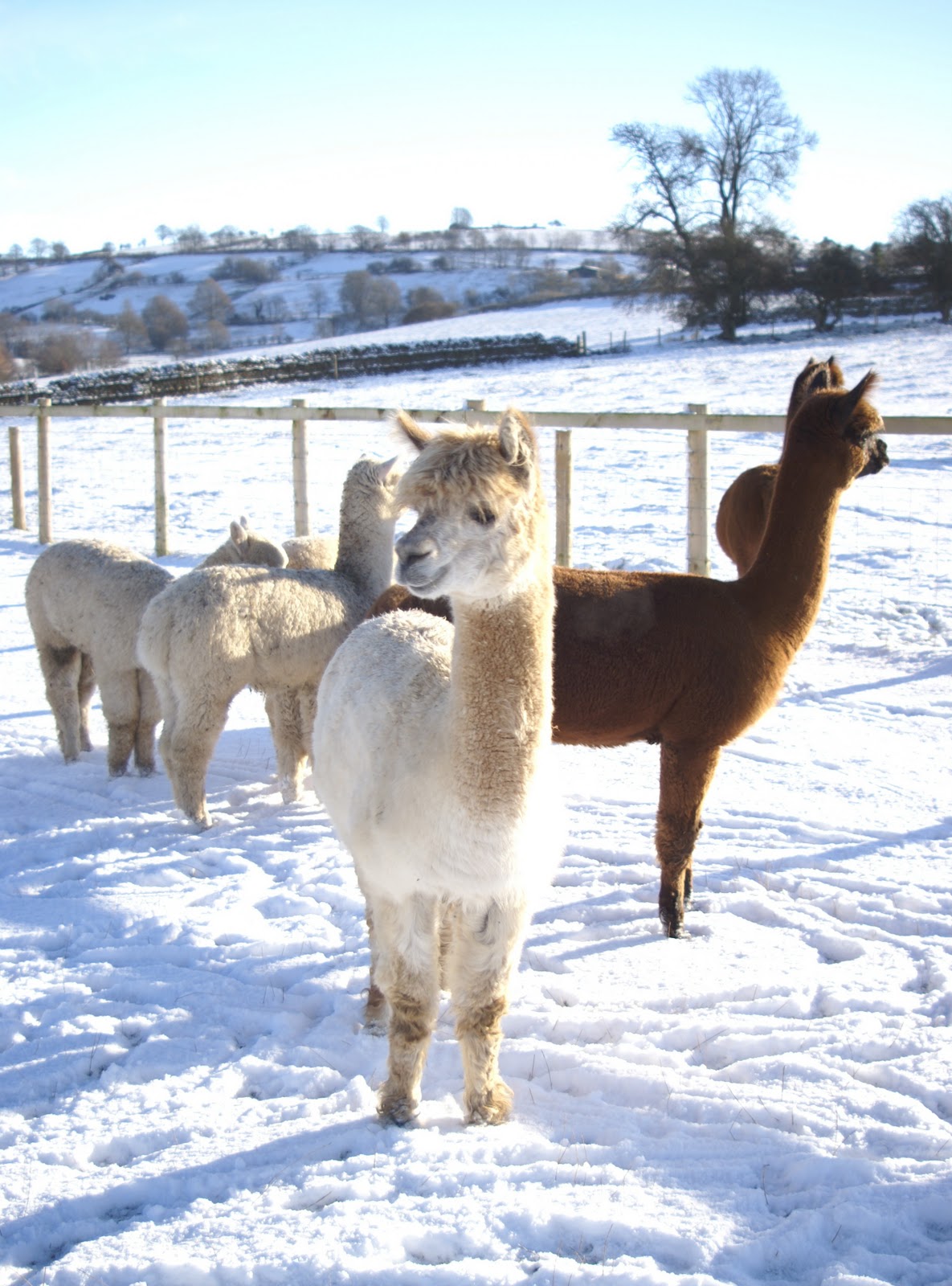 Barbara @ Beck Brow Alpaca Blog: Snow Cute!