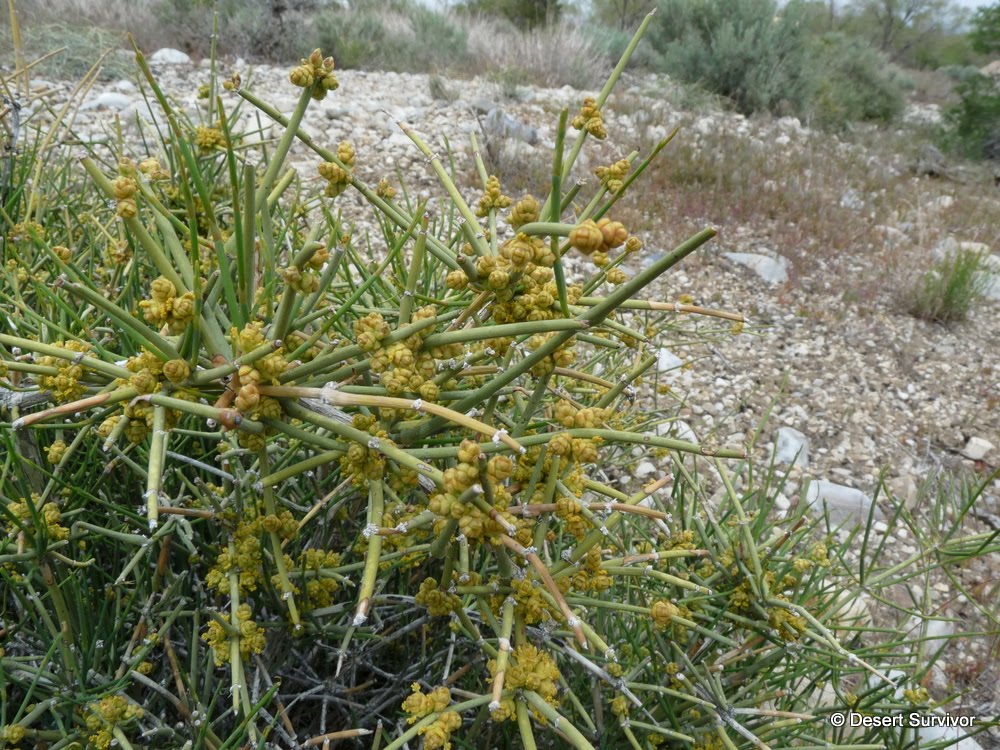 A Plant a Day: Ephedra viridis-Mormon tea