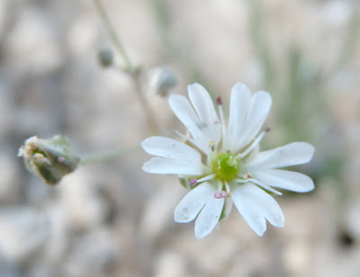 A Plant a Day: King's Sandwort-Arenaria kingii