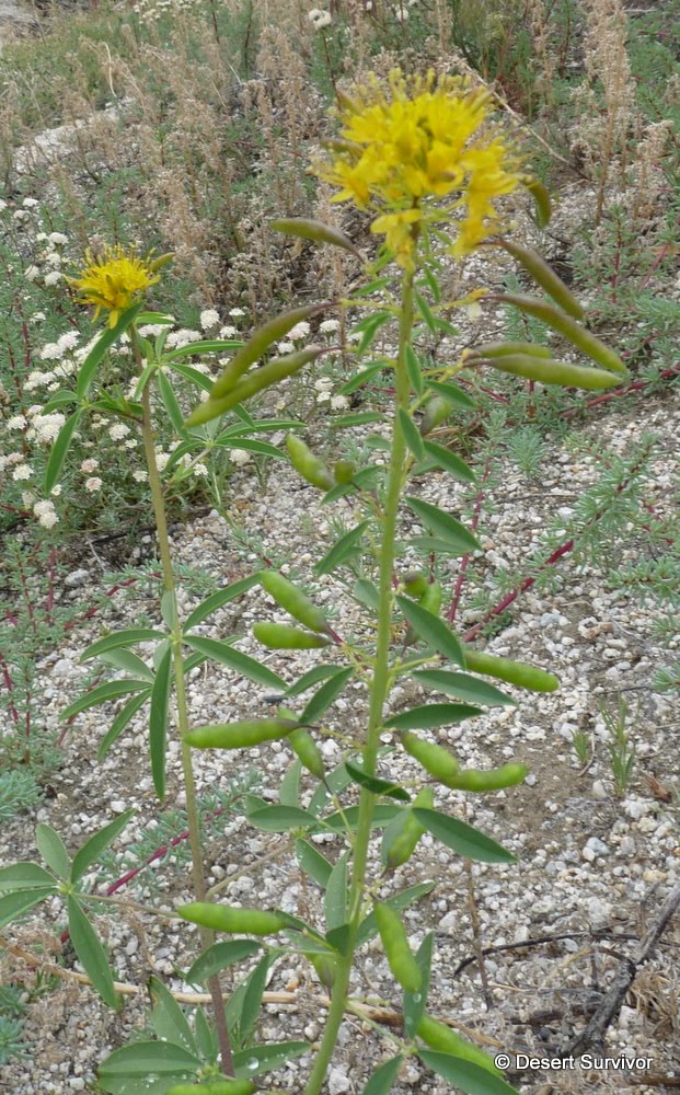 A Plant a Day: Yellow Spiderflower-Cleome lutea