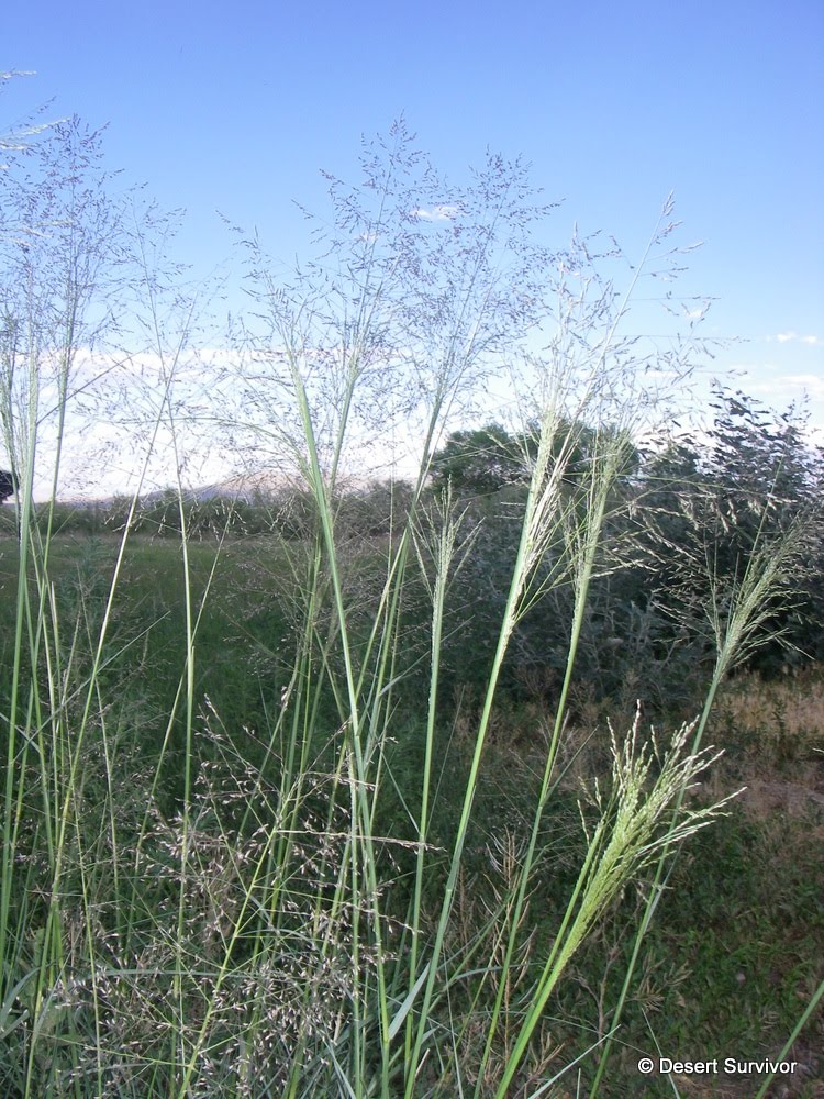 A Plant a Day: Alkali Sacaton-Sporobolus airoides