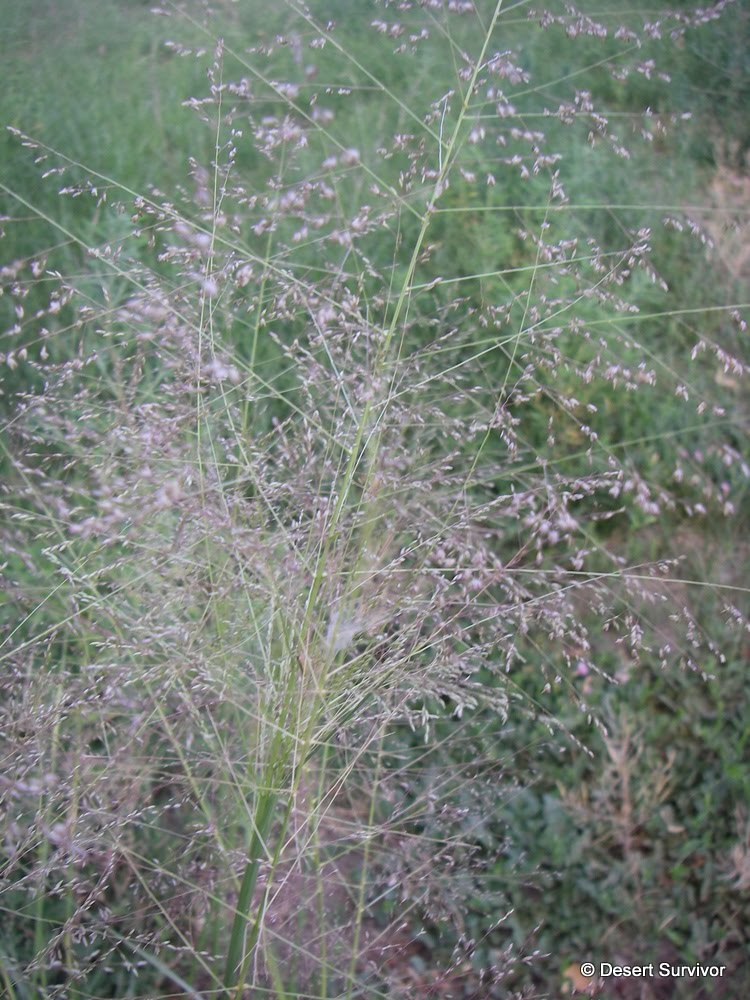 A Plant a Day: Alkali Sacaton-Sporobolus airoides