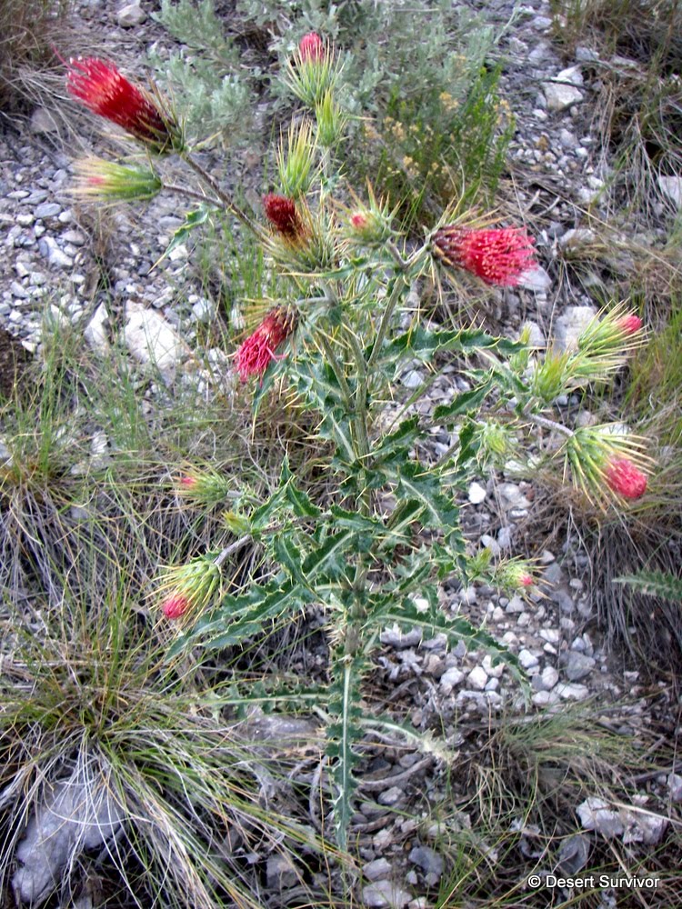 A Plant a Day: Arizona Thistle-Cirsium arizonicum