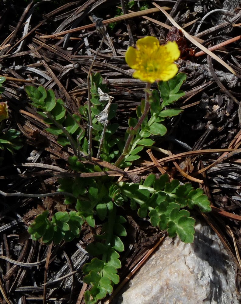 A Plant a Day: Ross' Avens-Geum rossii var. turbinatum