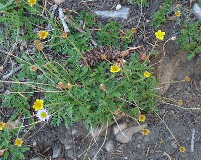 A Plant a Day: Ross' Avens-Geum rossii var. turbinatum