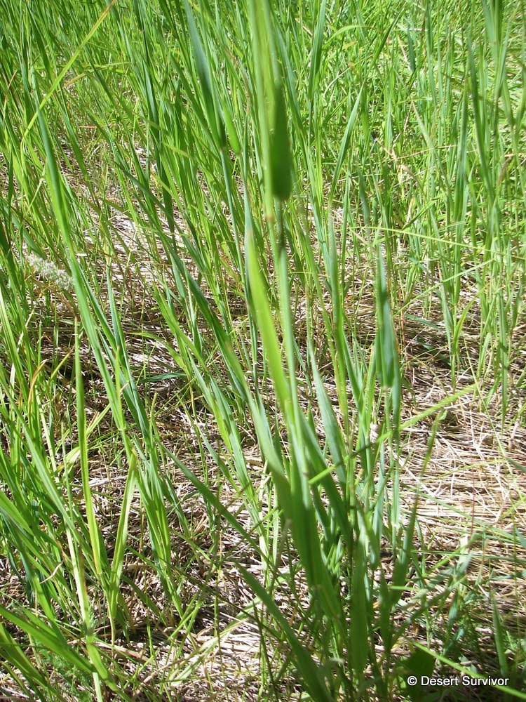 Timothy Grass Identification