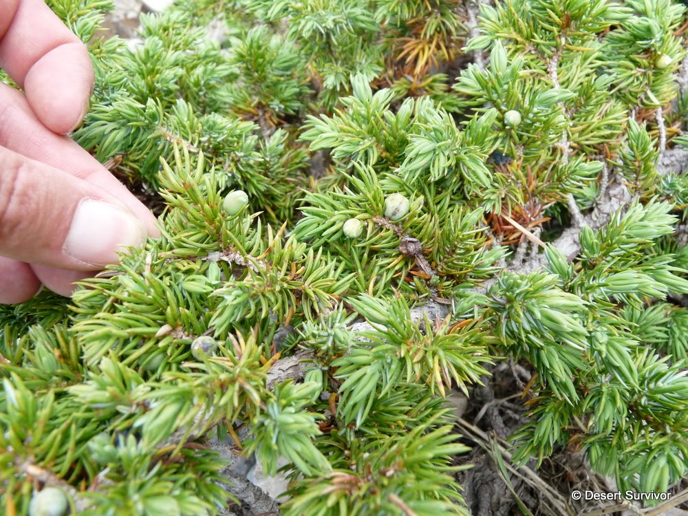 A Plant a Day: Common Juniper--Juniperus communis