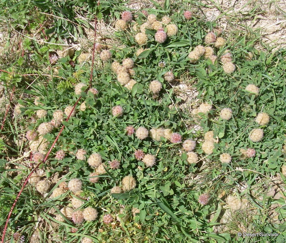A Plant a Day: Woolyhead Clover-Trifolium eriocephalum