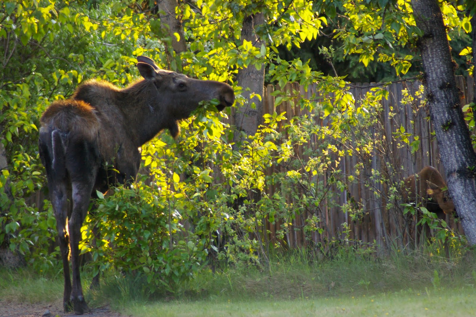 Alaska Adventures: date night and the 3 moose