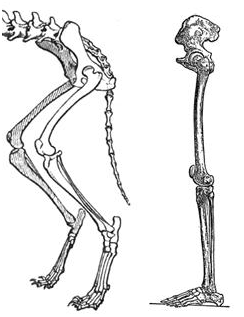 Oh! Sew Geeky!: Tutorial: Digitigrade Legs