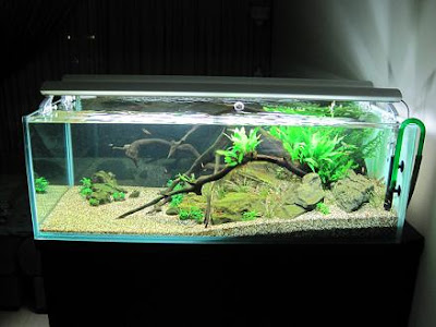Aqua Qube: Shallow Planted Tank
