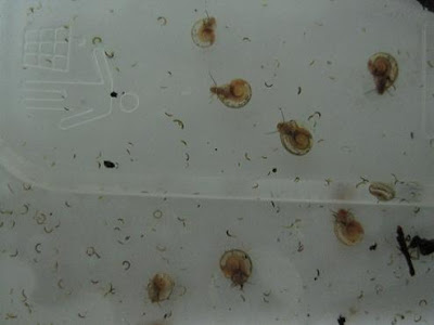 Aqua Qube: Ramshorn snail infestation