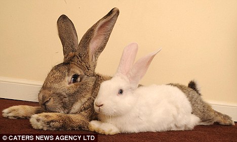 My Funny: Rabbit Darius: World's Biggest Rabbit Broke The Record | Pictures