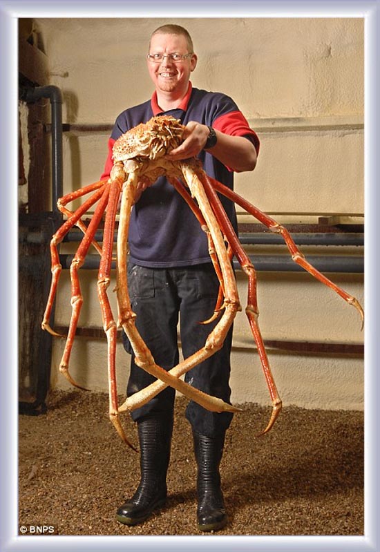 My Funny: Crabzilla - Giant Crab (National Sea Life Centre, Birmingham ...