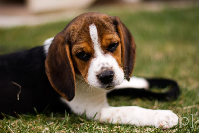 A Utah Mom's Life in New Hampshire: Puppy Love--Our Own Beagle