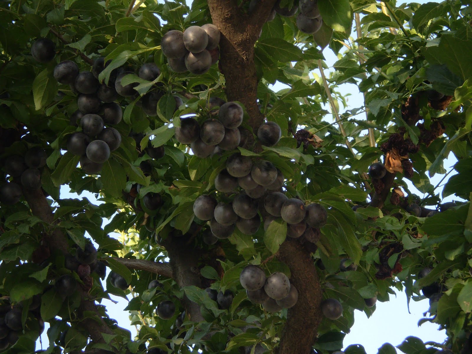 munti si dealuri: corcoduse