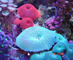 Microbiología Marina: Bacterias y Hongos en los ecosistemas acuáticos