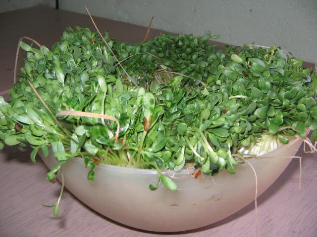 AnnaParabrahma: Barik Methi Moog Dal