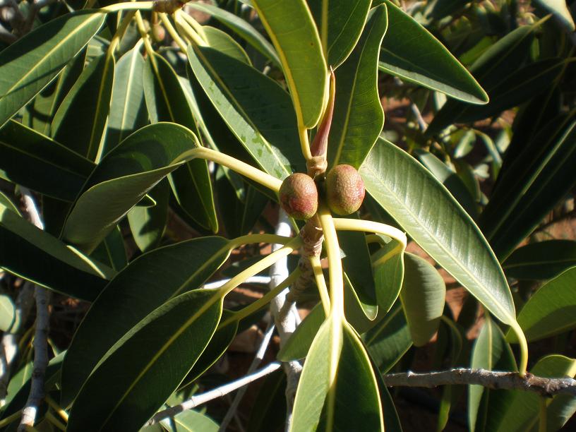 Life Without Anchovies: Bush Tucker