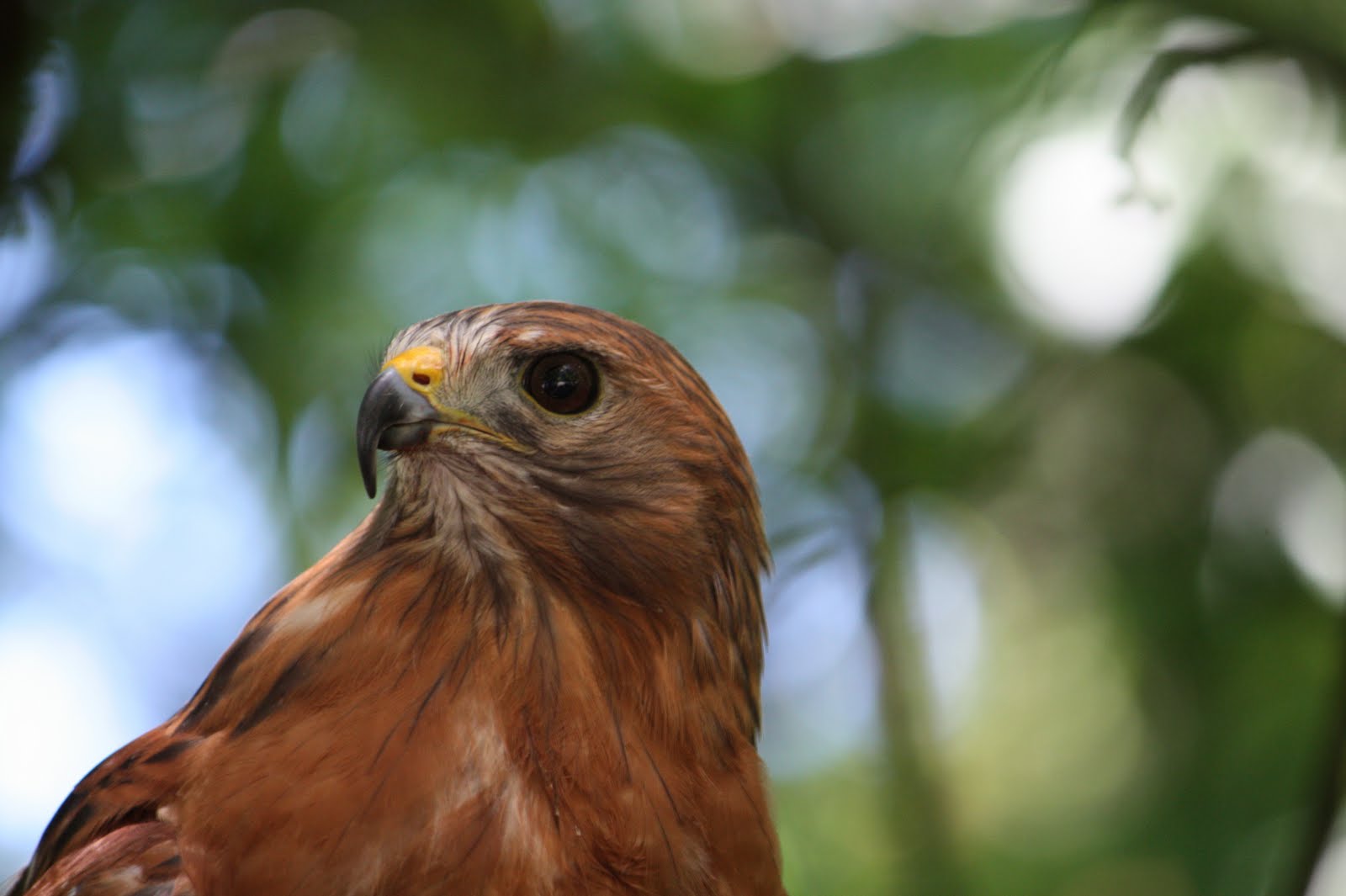 AnimalKind: Cascade Raptor Center