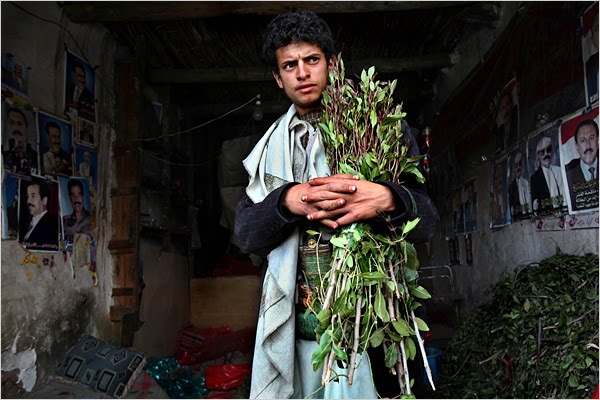 Yemen: Qat tree