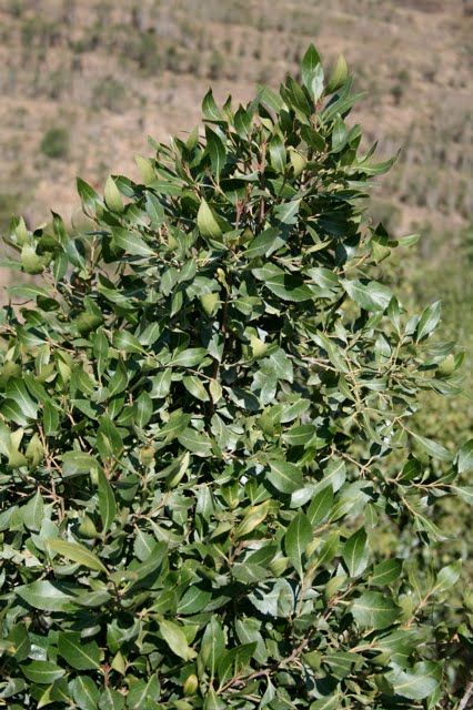 Yemen: Qat tree