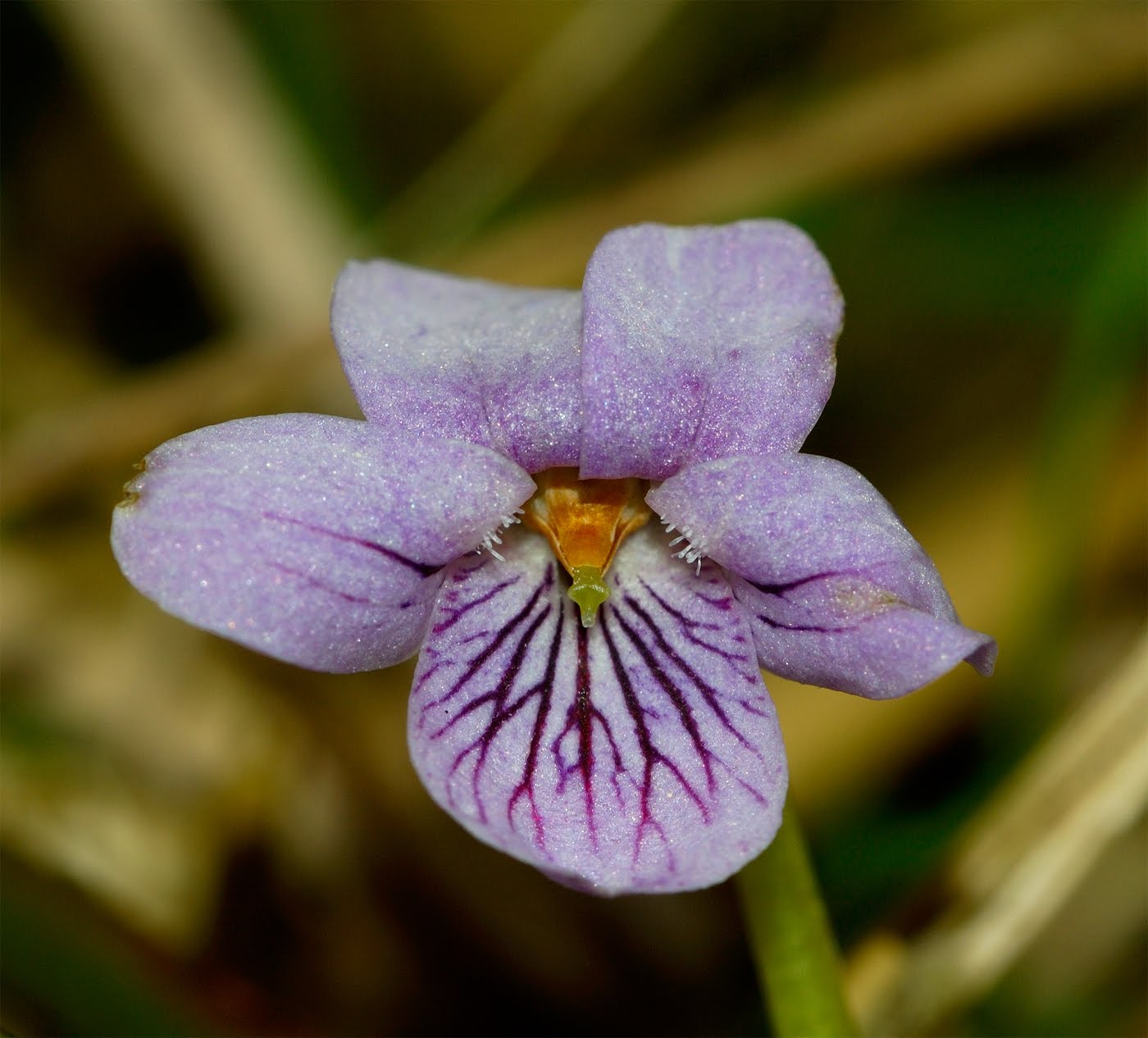 Scottish Wildlife Blog: Kilpatrick Hills, West Dunbartonshire