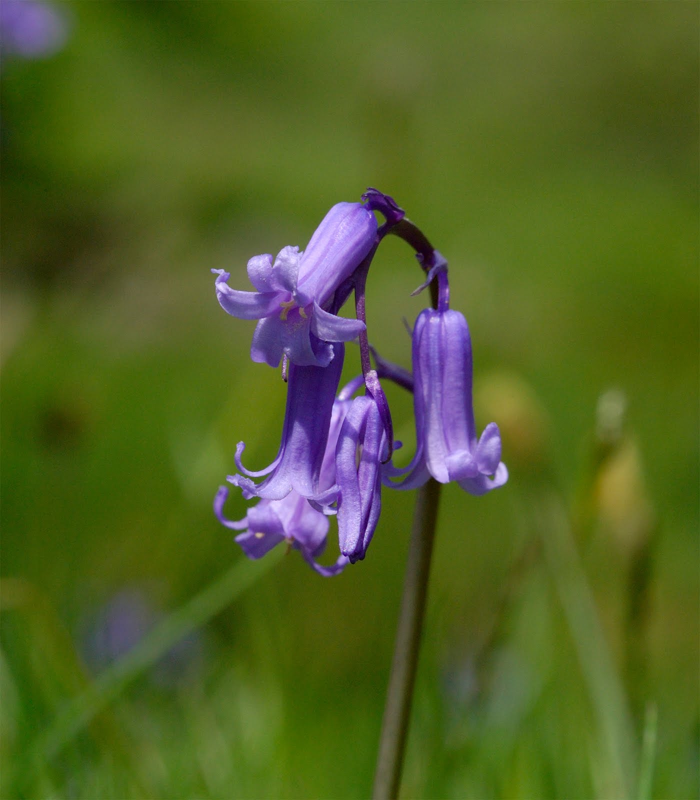 Scottish Wildlife Blog: Kilpatrick Hills, West Dunbartonshire