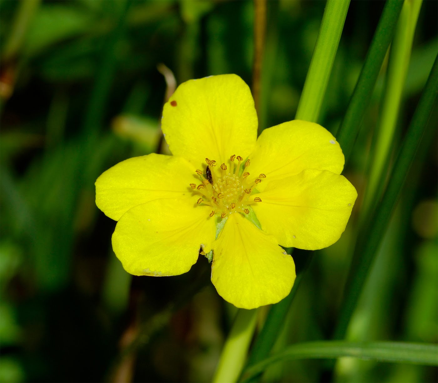Scottish Wildlife Blog: Kilpatrick Hills, West Dunbartonshire