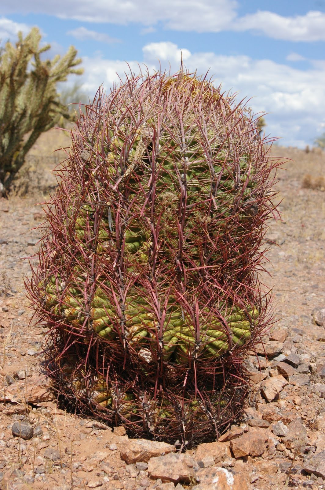 Arizona Gronseth Report: Some Interesting Cactus Pictures