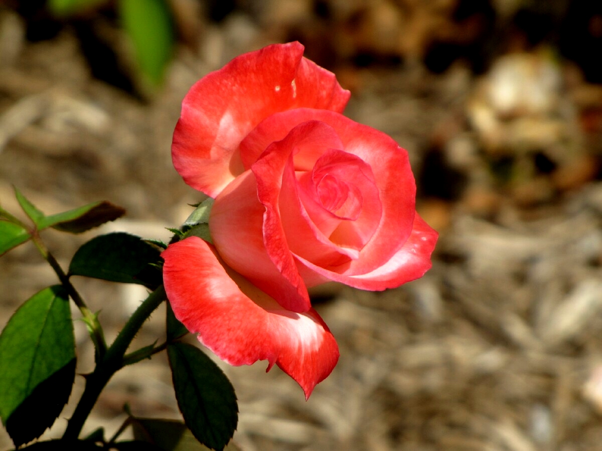 Tulsa Gentleman: SOOC Sunday - Hybrid Tea Rose Gemini
