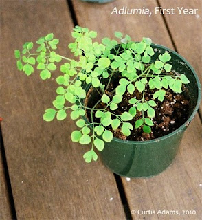 Native Plants with Adams Garden: Adlumia fungosa!!!