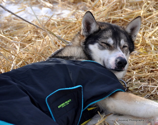 Tundratantrum: Letter From the Kobuk 440 Racing Association