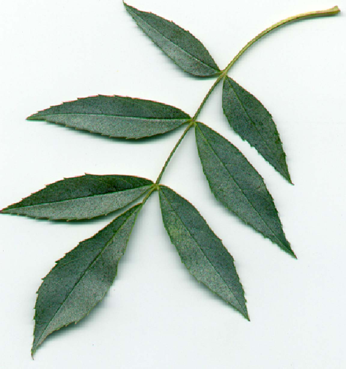 parquealamillo-encinarosa: FRESNO - Fraximus angustifolia. L - Oleácea