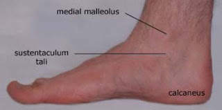 Anatomy of Foot and Ankle | Podiatry