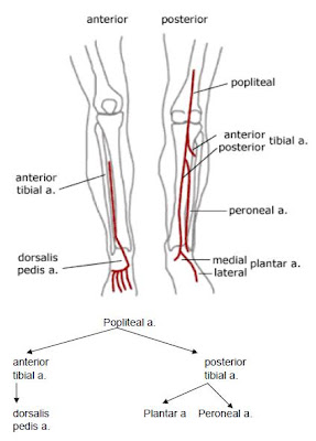 Anatomy of Foot and Ankle | Podiatry