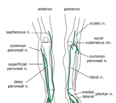 Anatomy of Foot and Ankle | Podiatry