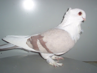 satinette pigeon: satinette 28