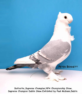 satinette pigeon: satinette 34